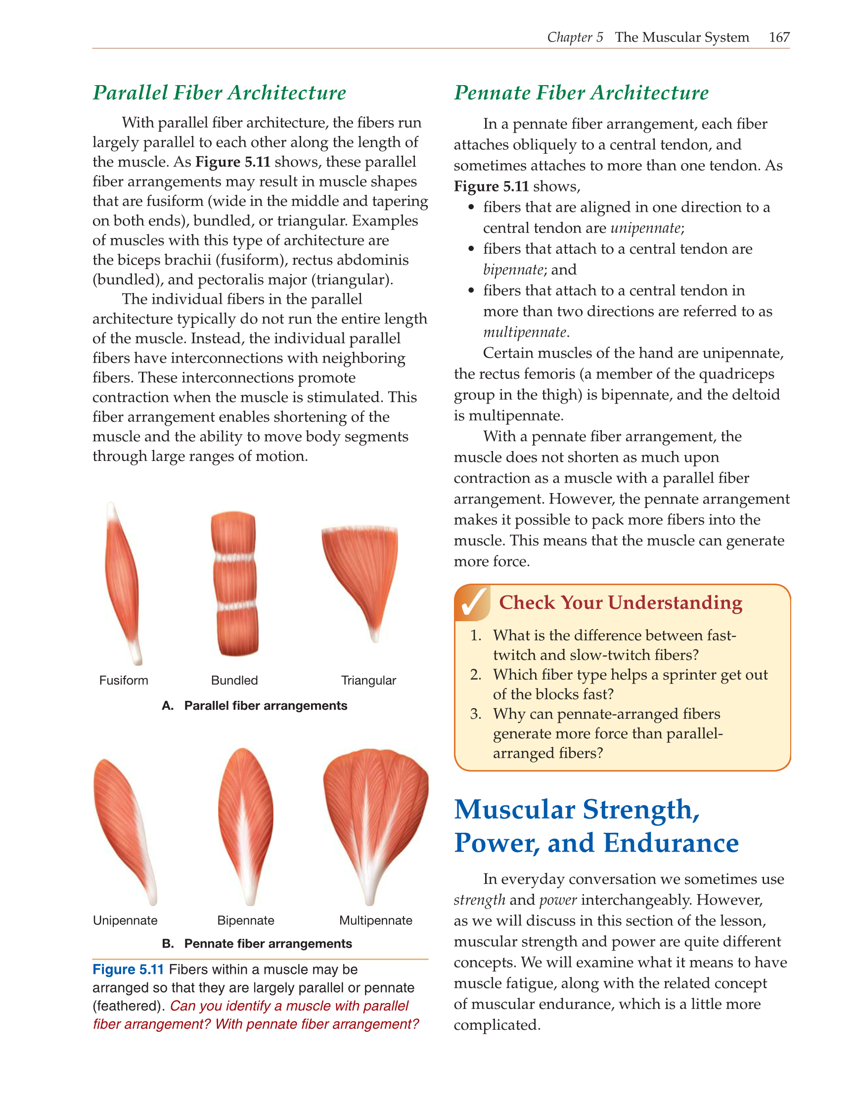 Introduction to Anatomy and Physiology, Online Student Edition page 167