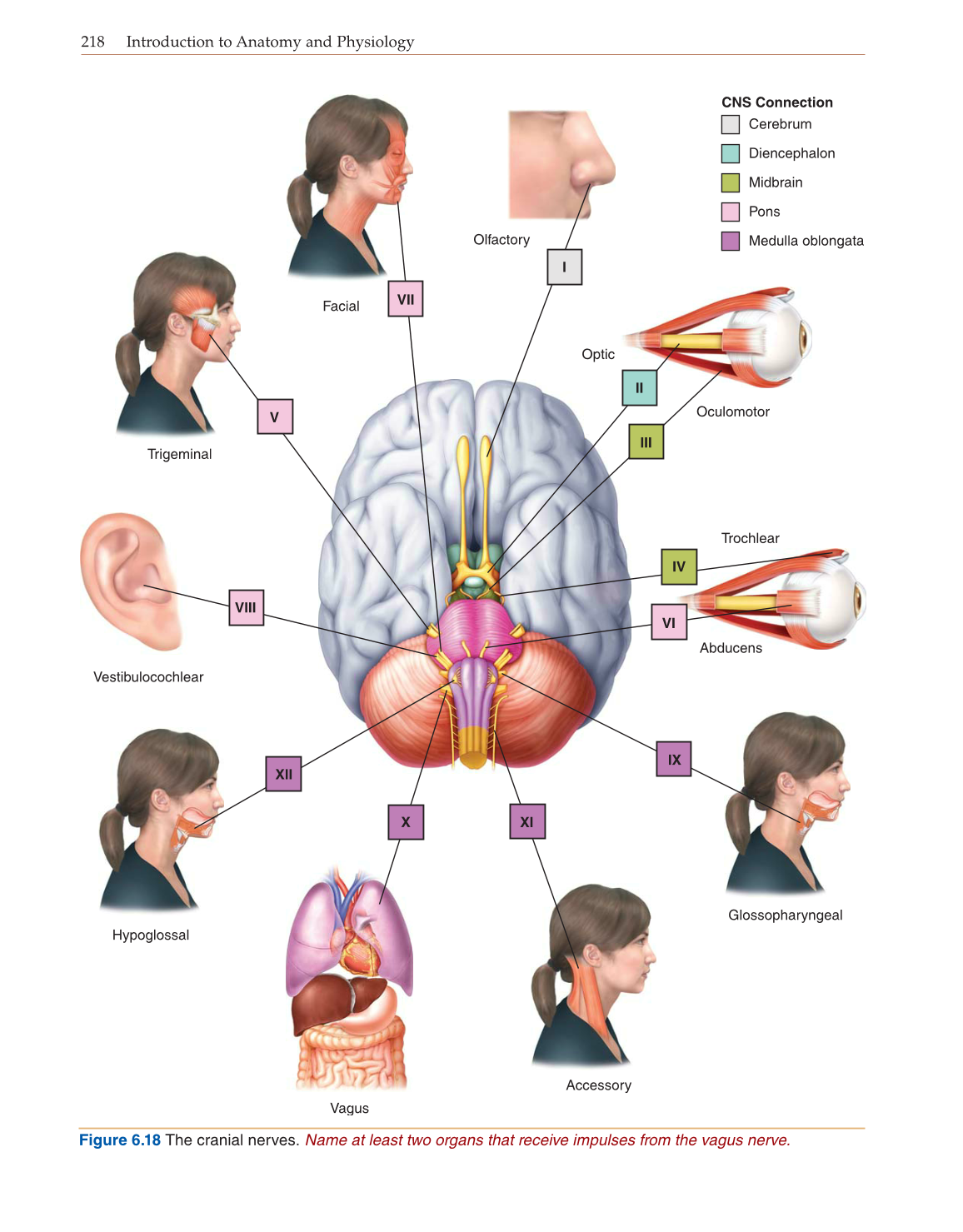 Introduction to Anatomy and Physiology, Online Student Edition page 218 Introduction to Anatomy and Physiology, Online Student Edition page 218