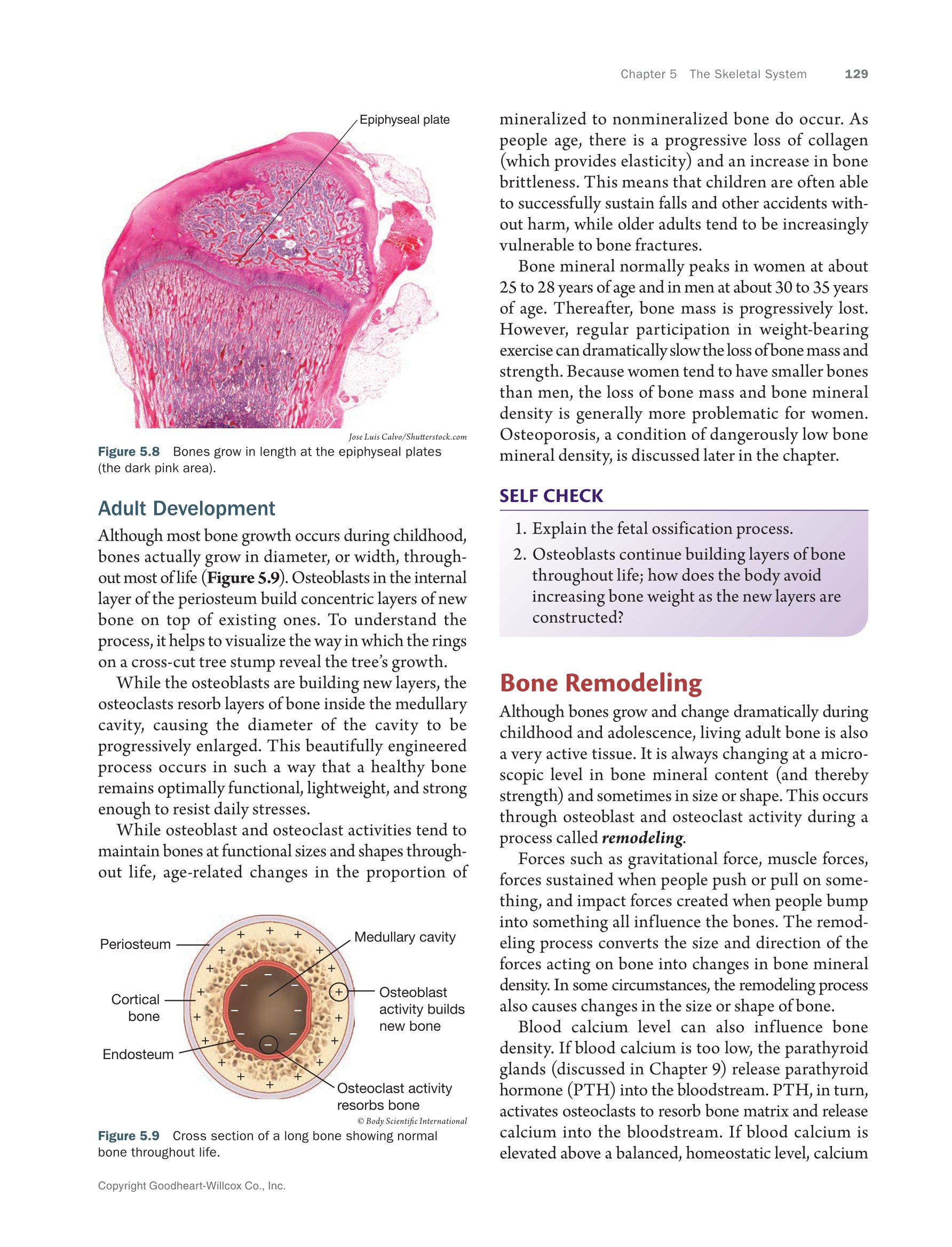 Anatomy & Physiology Essentials 2e, Textbook page 129
