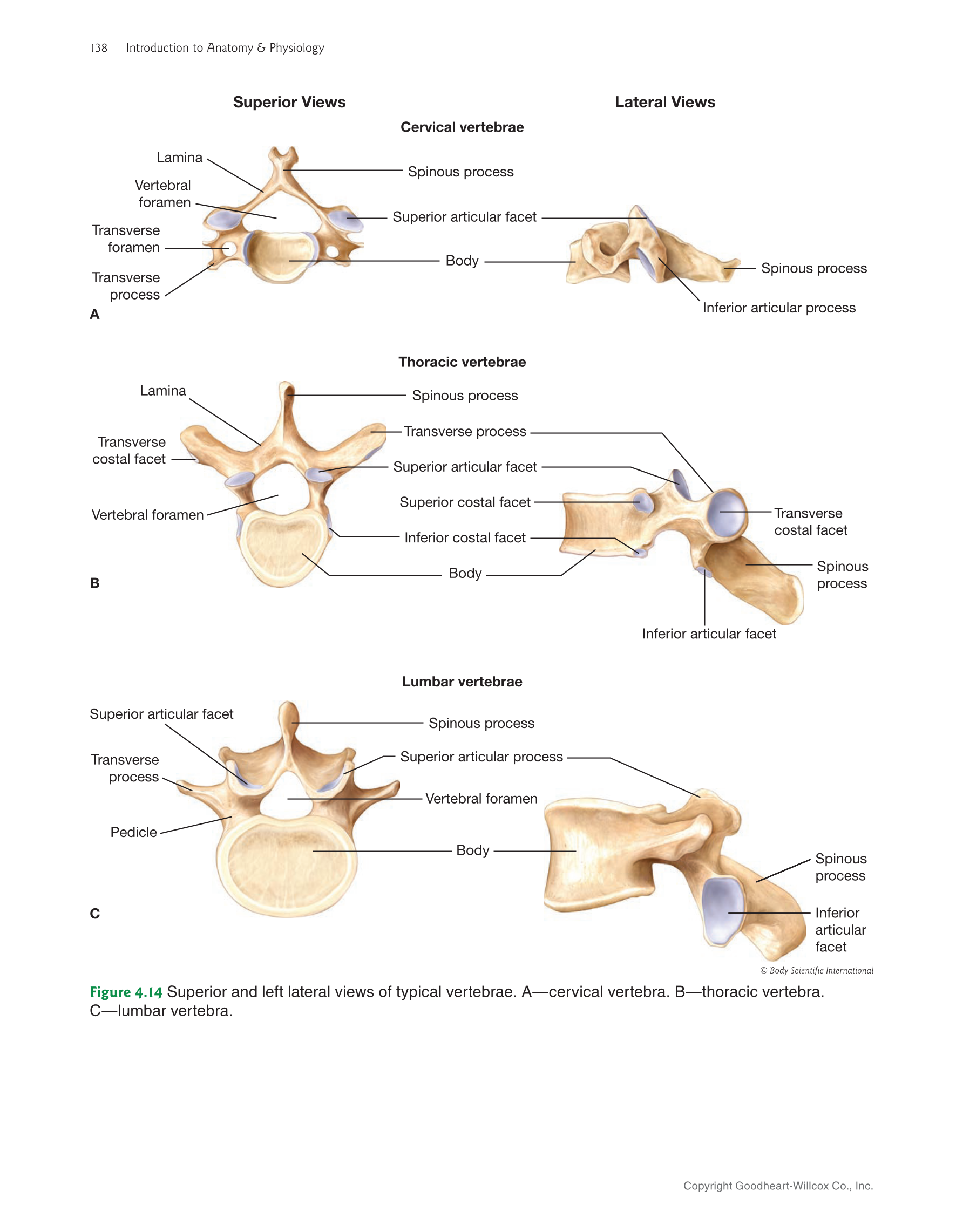 Introduction to Anatomy and Physiology, 2nd Edition page 138