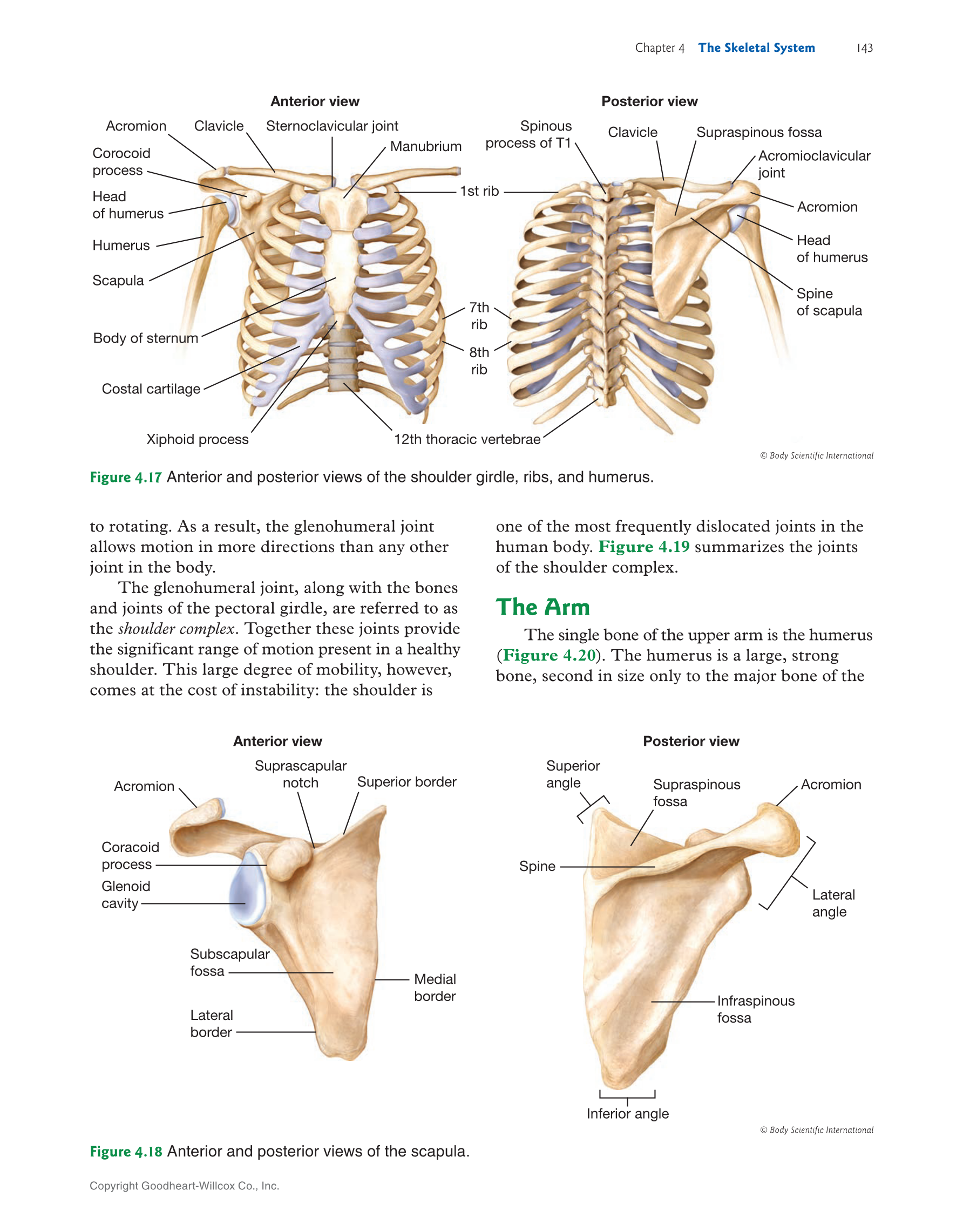Introduction To Anatomy And Physiology 2nd Edition Page 143