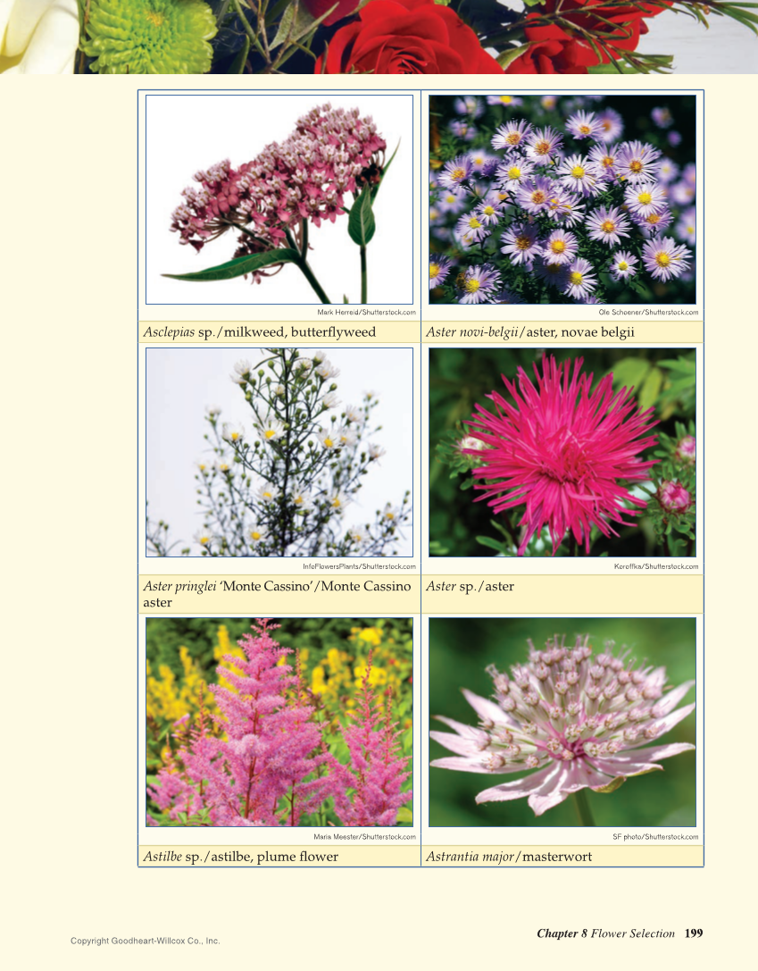 Principles of Floral Design: An Illustrated Guide, 2nd Edition page 199