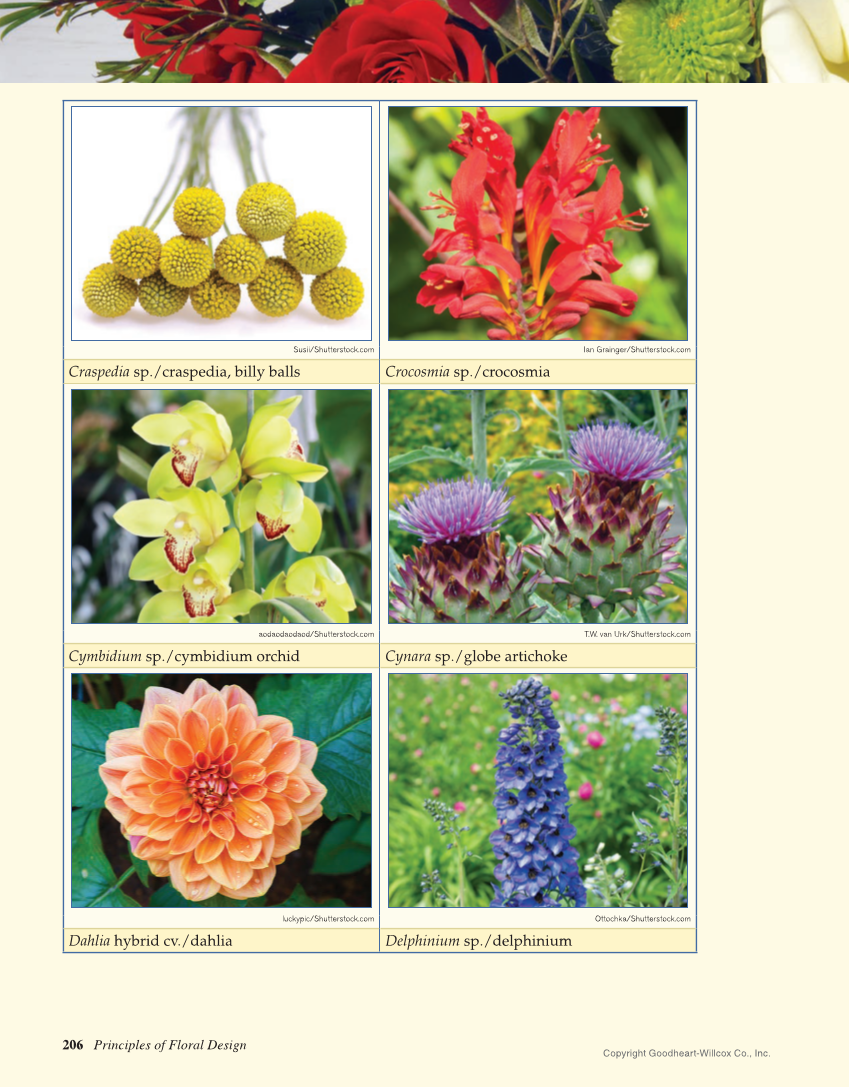Principles of Floral Design: An Illustrated Guide, 2nd Edition page 206