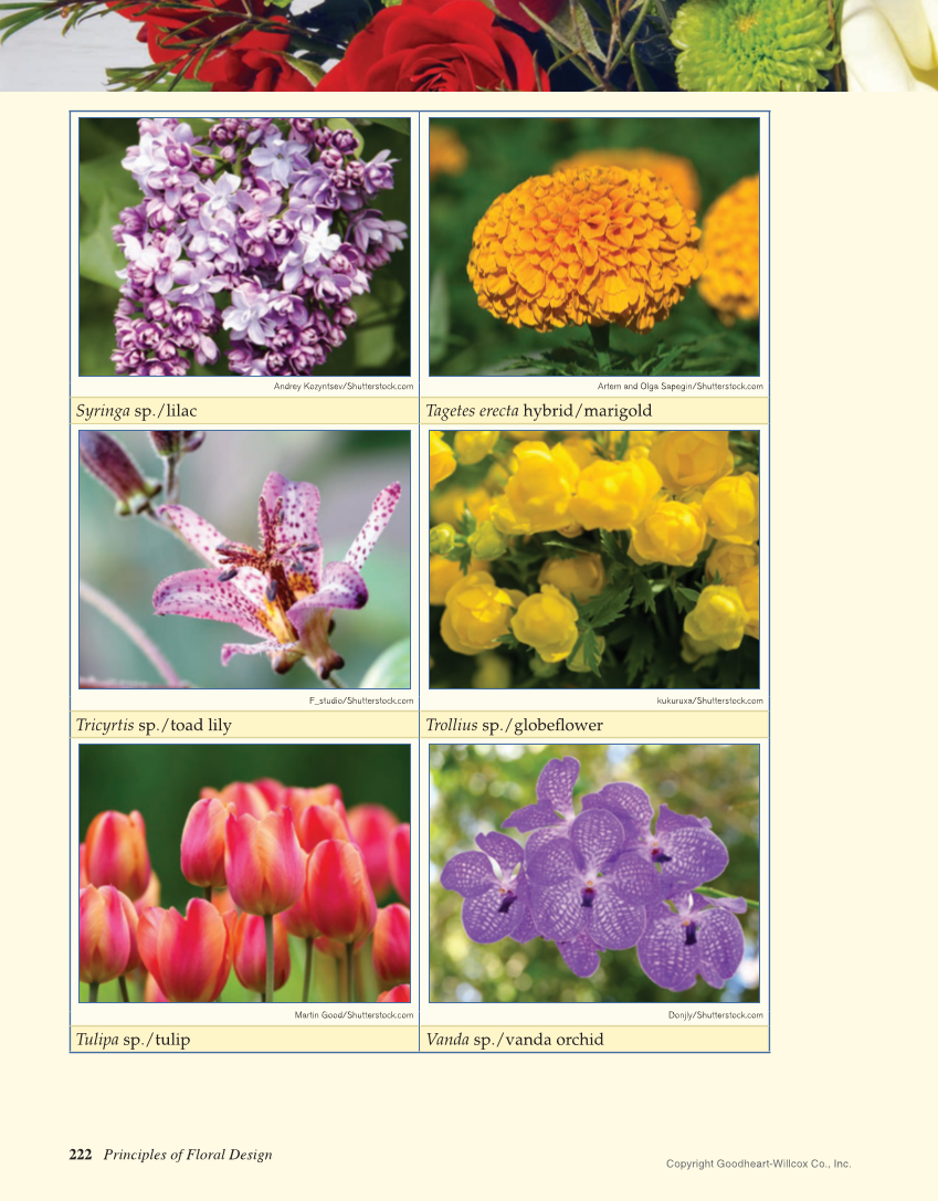 Principles of Floral Design: An Illustrated Guide, 2nd Edition page 222