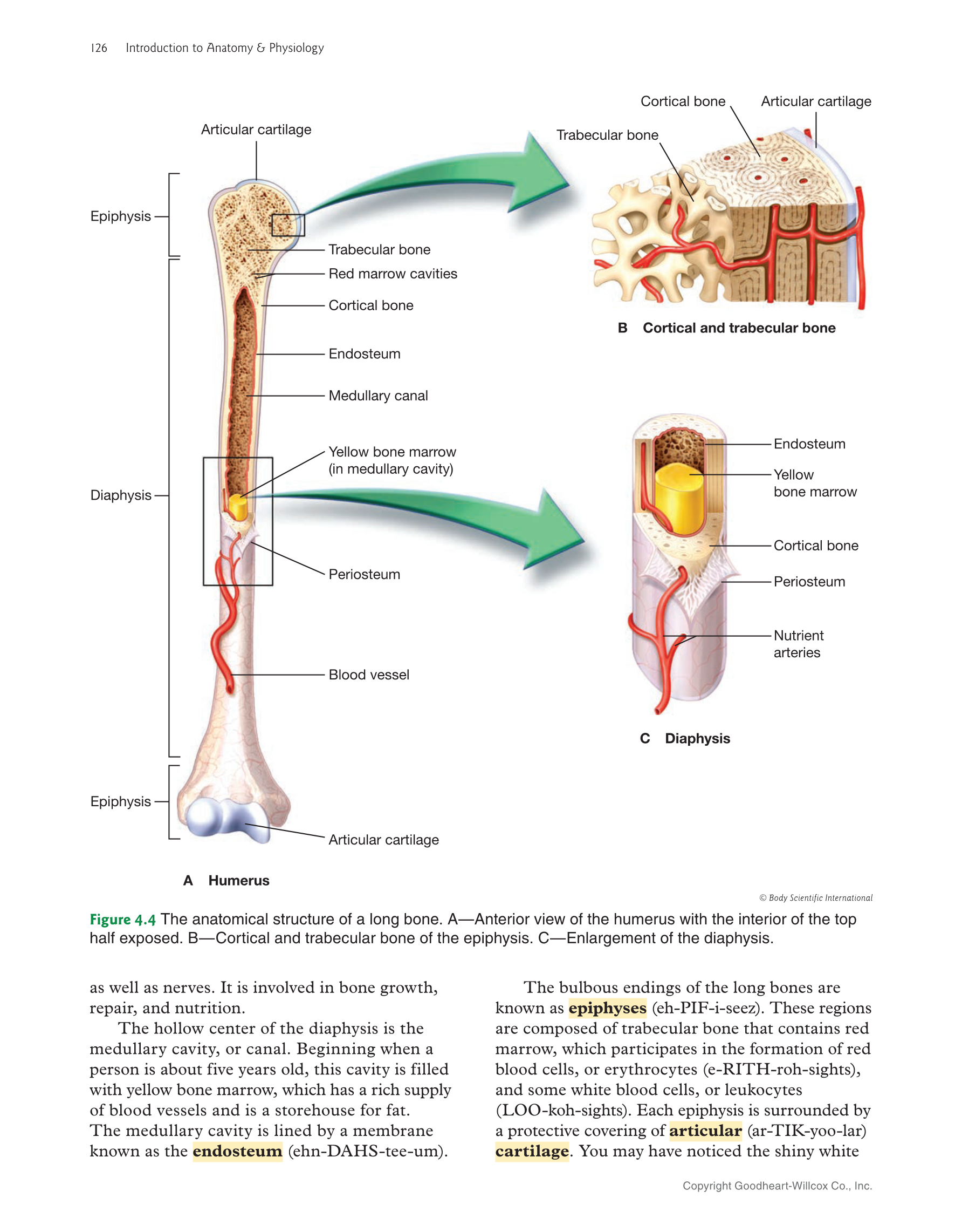 Introduction to Anatomy and Physiology, 2nd Edition page 126
